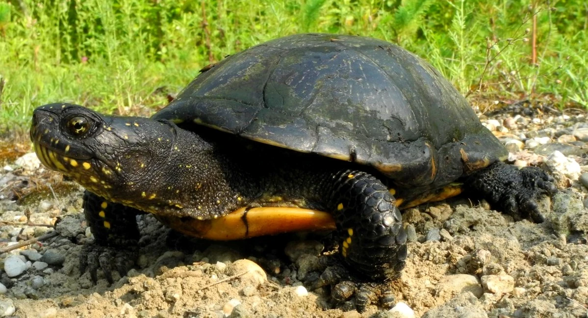 American pond turtle | SciiFii Wiki | Fandom