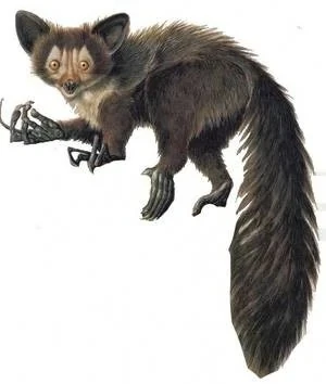 Giant aye-aye | SciiFii Wiki | Fandom