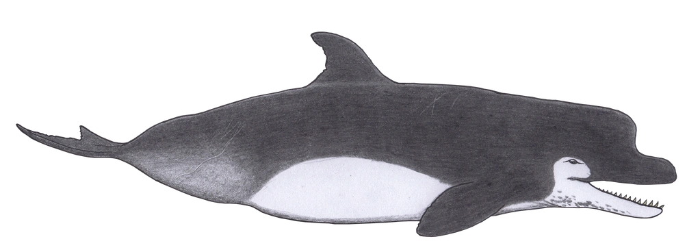 Zygophyseter | SciiFii Wiki | Fandom