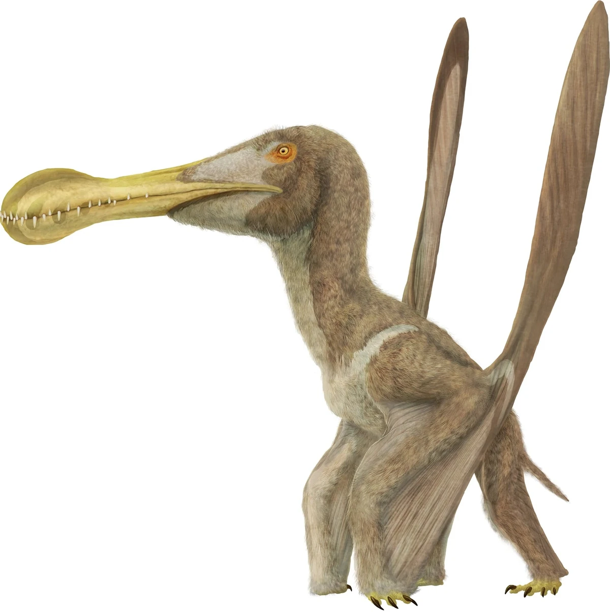Ornithocheirus | SciiFii Wiki | Fandom