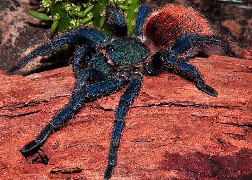 Red-back tarantula | SciiFii Wiki | Fandom