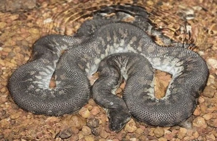 American file snake | SciiFii Wiki | Fandom