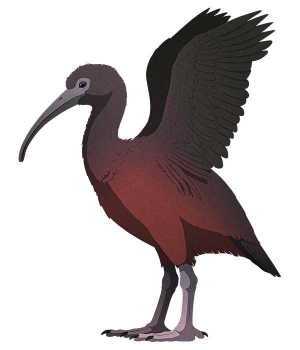 Jamaican ibis | SciiFii Wiki | Fandom