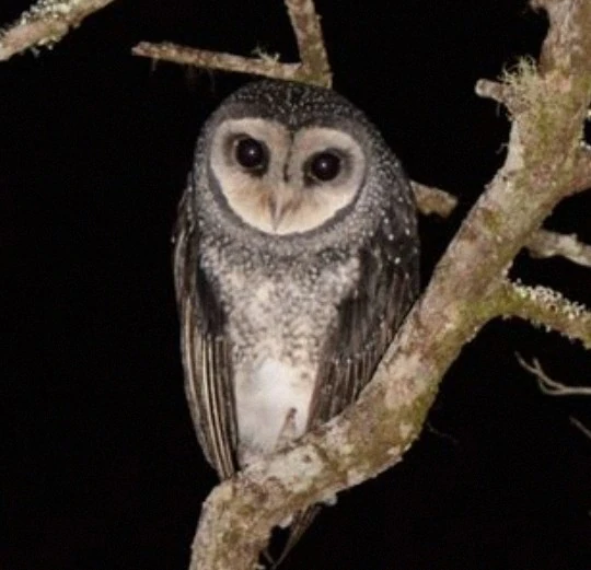 American sooty owl | SciiFii Wiki | Fandom