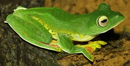 American flying frog | SciiFii Wiki | Fandom