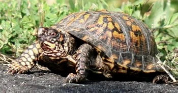 California box turtle | SciiFii Wiki | Fandom