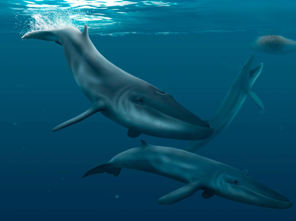 Piscobalaena | SciiFii Wiki | Fandom