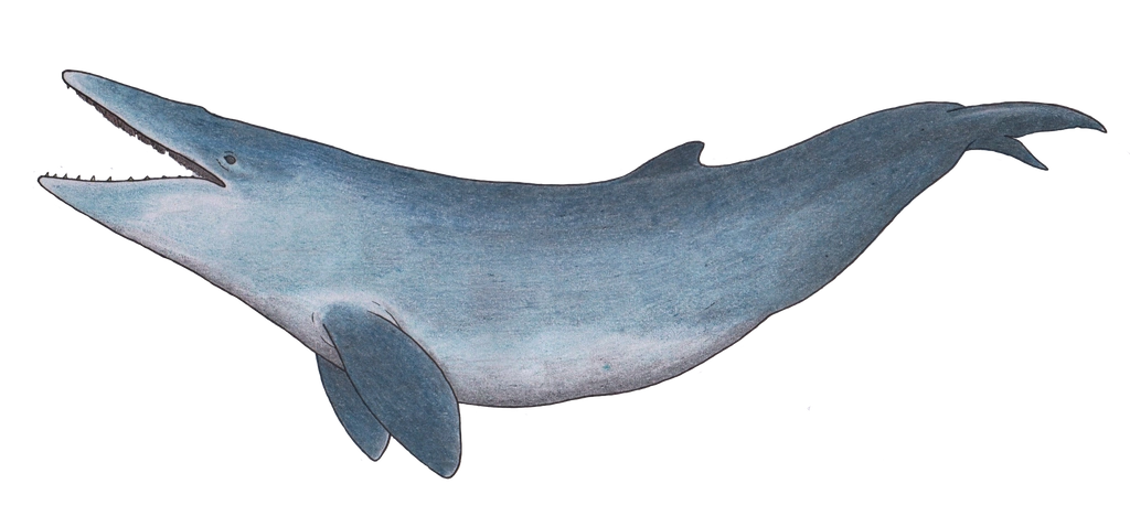 Aetiocetus | SciiFii Wiki | Fandom