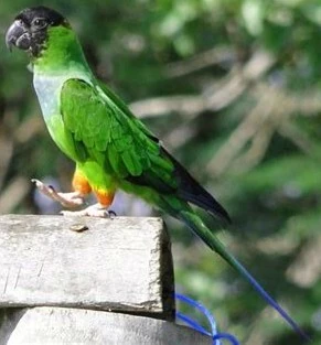 Black-faced parakeet | SciiFii Wiki | Fandom