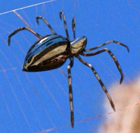 Silver spider | SciiFii Wiki | Fandom