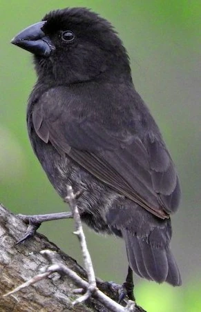Mainland Darwin's finch | SciiFii Wiki | Fandom