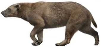 Hemicyon | SciiFii Wiki | Fandom
