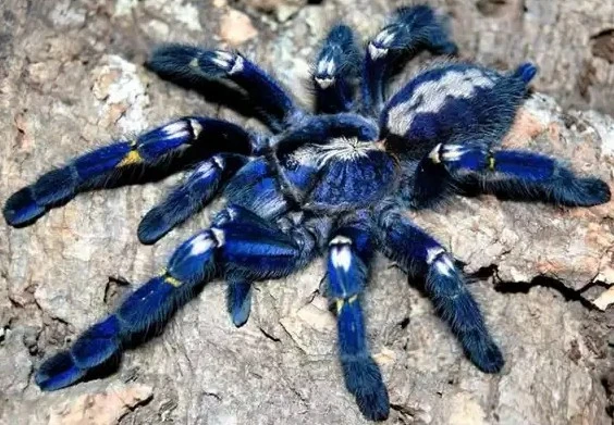 American blue tarantula | SciiFii Wiki | Fandom