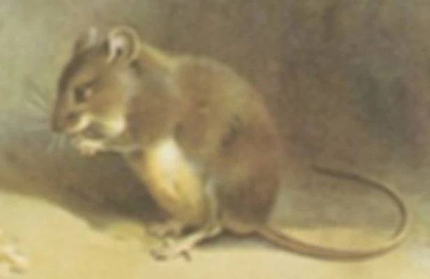 St Kilda house mouse | SciiFii Wiki | Fandom