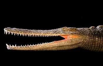 Laganosuchus | SciiFii Wiki | Fandom