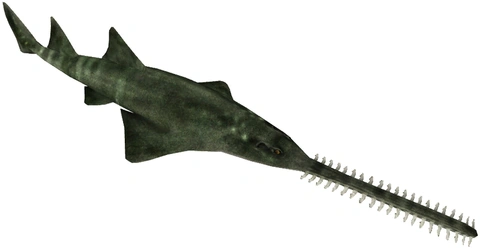 Onchopristis | SciiFii Wiki | Fandom