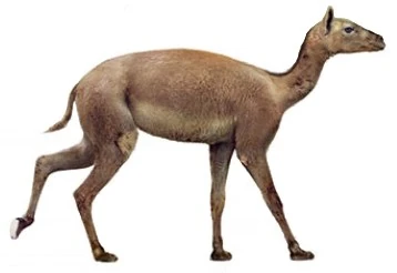 Poebrotherium | SciiFii Wiki | Fandom