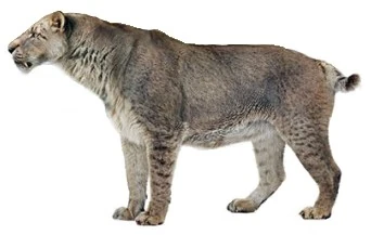 Homotherium latidens | SciiFii Wiki | Fandom