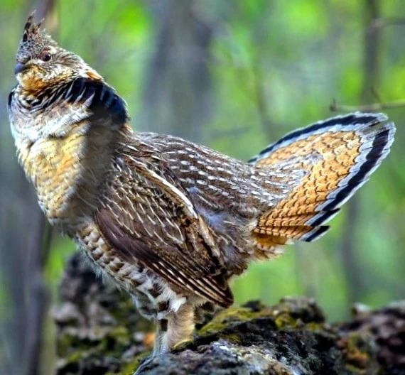 Ringed grouse | SciiFii Wiki | Fandom