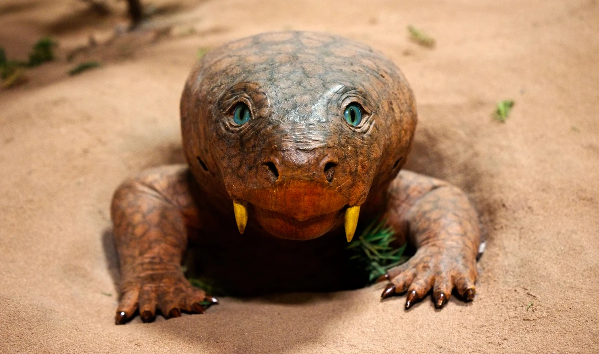 Diictodon | SciiFii Wiki | Fandom