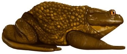 Magellanic giant toad | SciiFii Wiki | Fandom