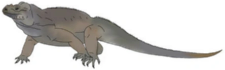 Navassa Island iguana | SciiFii Wiki | Fandom