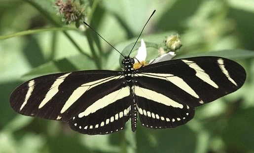 how to draw a zebra longwing butterfly