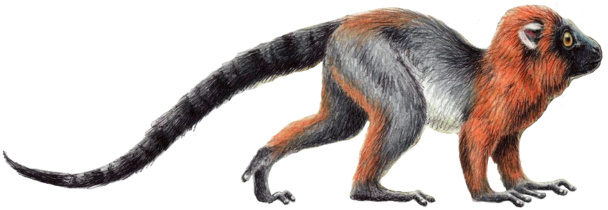 Darwinius | SciiFii Wiki | Fandom