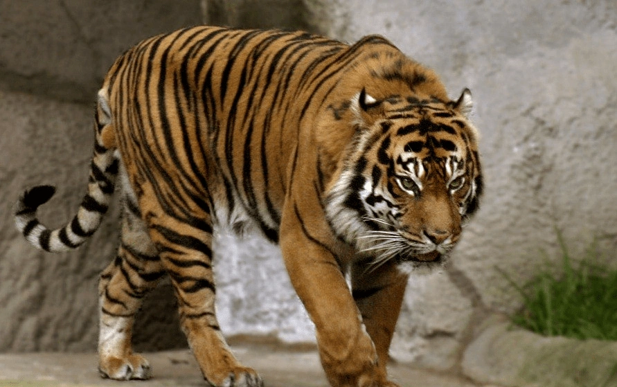 Bali tiger | SciiFii Wiki | Fandom
