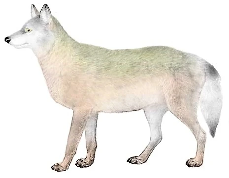 Great Plains Wolf