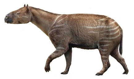 Palaeotherium | SciiFii Wiki | Fandom
