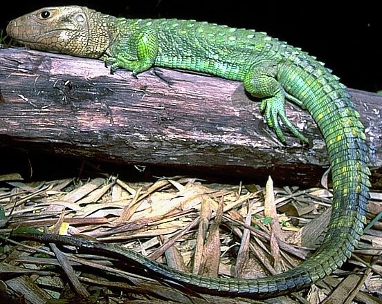North American caiman lizard | SciiFii Wiki | Fandom