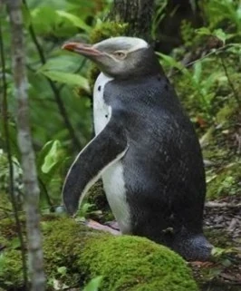 Waitaha penguin | SciiFii Wiki | Fandom