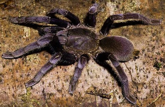 American whistling tarantula | SciiFii Wiki | Fandom