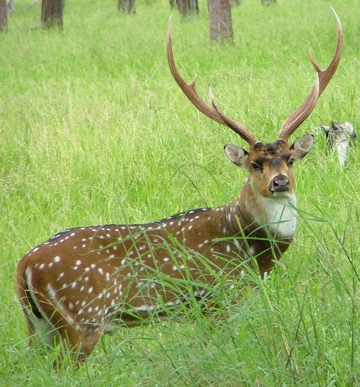 how to draw a chital deer