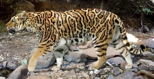 Spotted tiger | SciiFii Wiki | Fandom