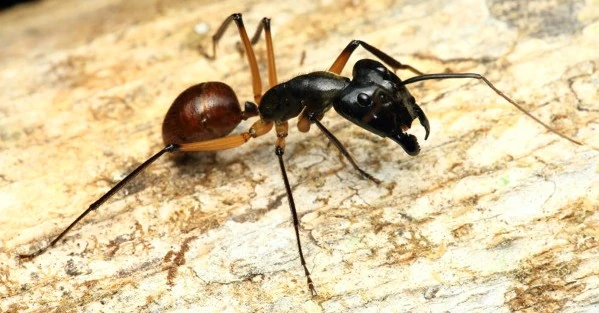 American giant ant | SciiFii Wiki | Fandom
