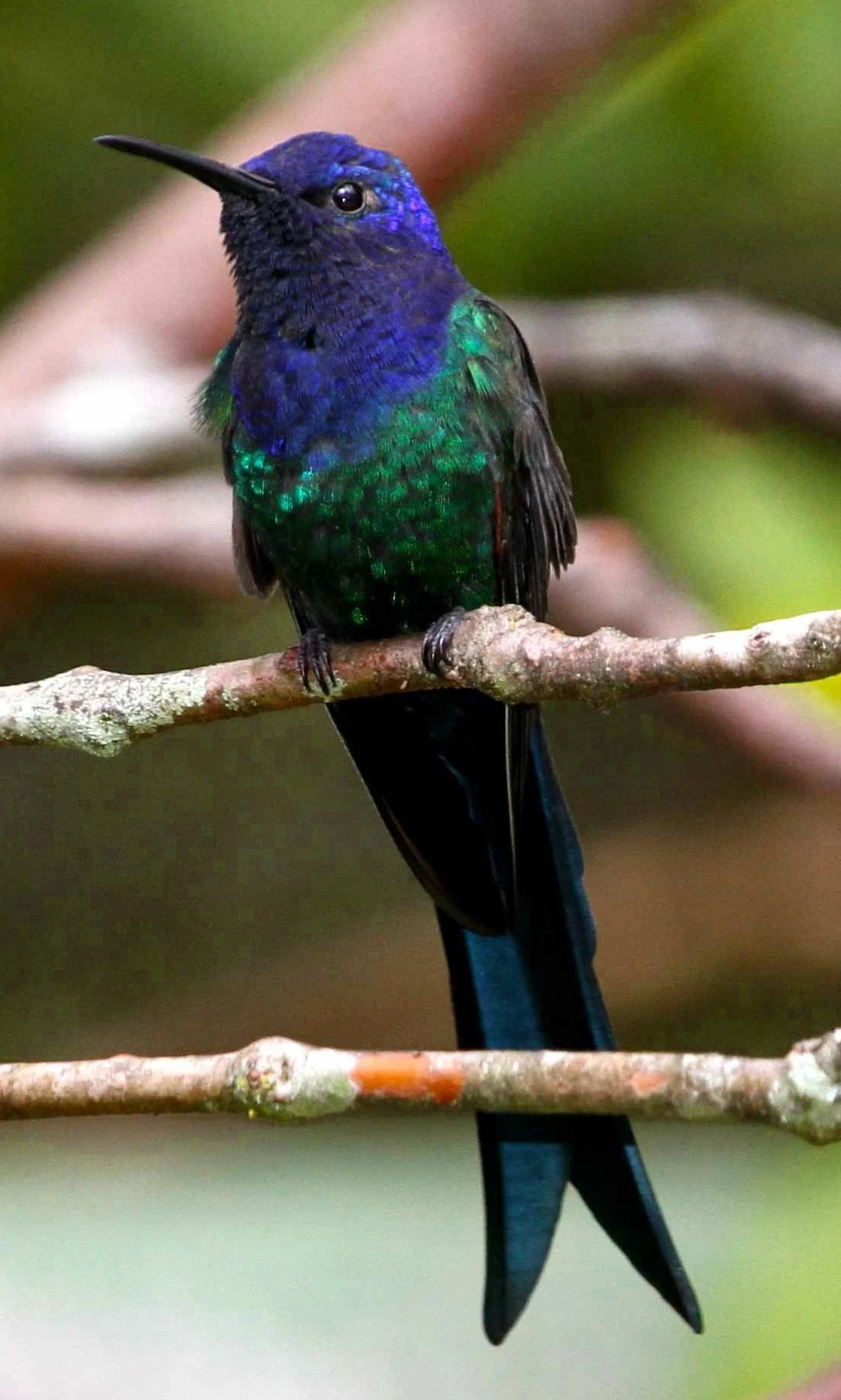 Swift-tailed hummingbird | SciiFii Wiki | Fandom