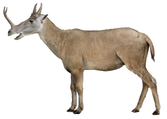 Synthetoceras | SciiFii Wiki | Fandom