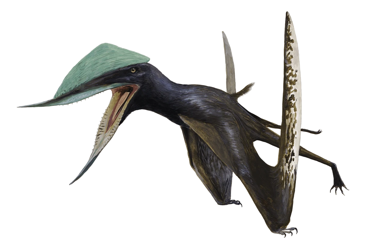 Ordosipterus | SciiFii Wiki | Fandom