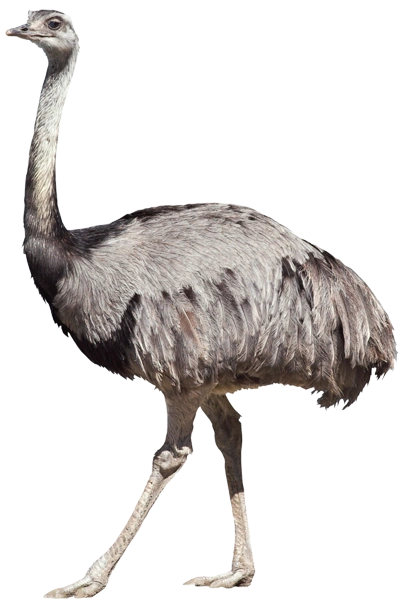 North American rhea | SciiFii Wiki | Fandom