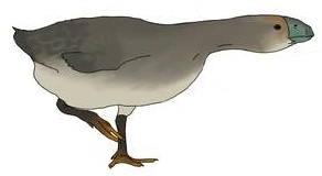 Turtle-jawed moa-nalo | SciiFii Wiki | Fandom