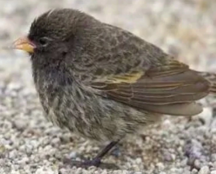 American vampire finch | SciiFii Wiki | Fandom