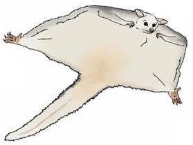 Flying opossum | SciiFii Wiki | Fandom
