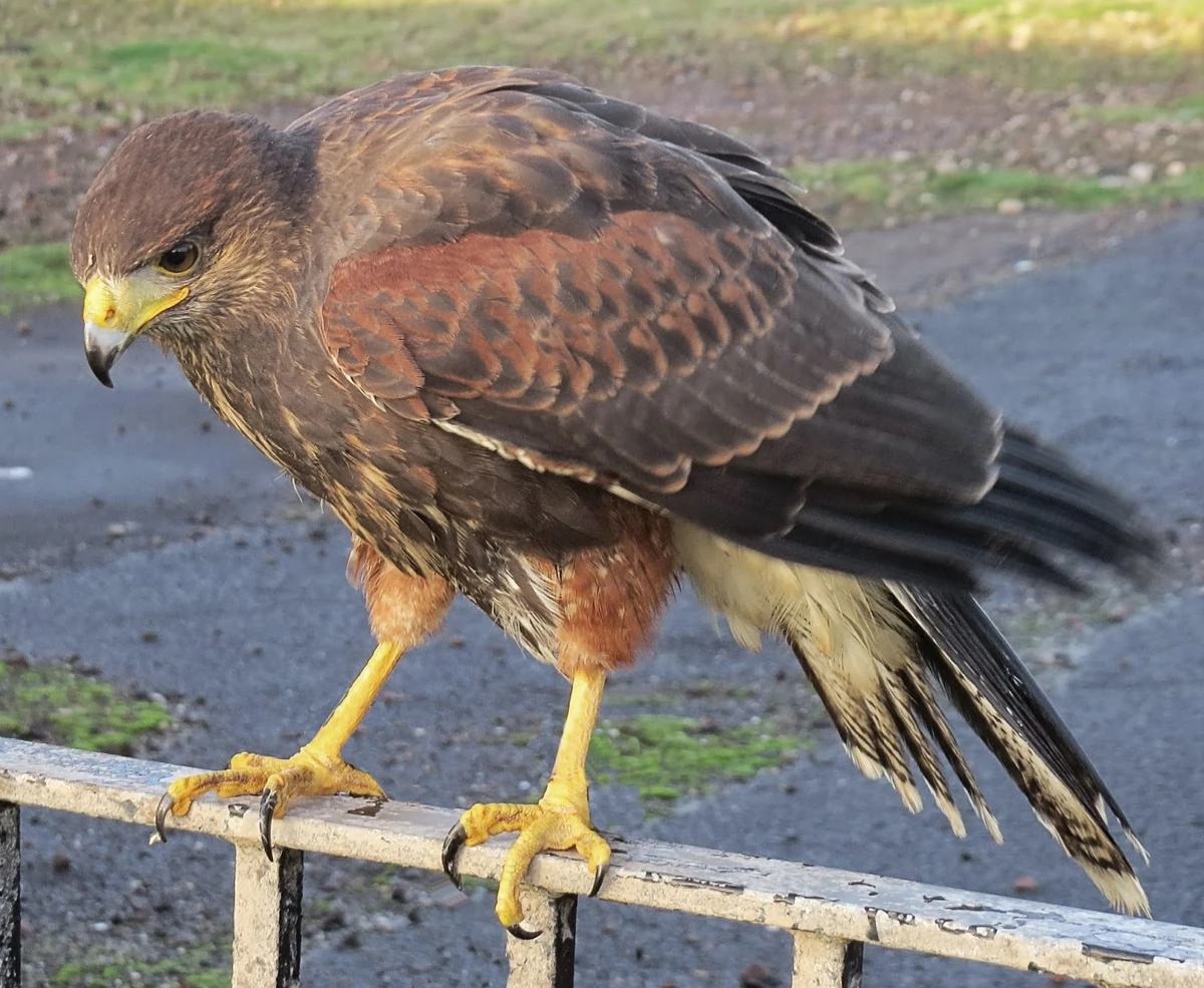 Northern hawk | SciiFii Wiki | Fandom
