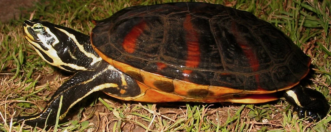 California red-bellied turtle | SciiFii Wiki | Fandom