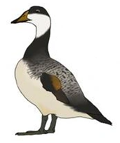 Chendytes | SciiFii Wiki | Fandom