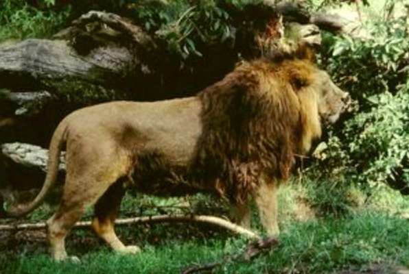 Panthera leo sinhaleyus | SciiFii Wiki | Fandom