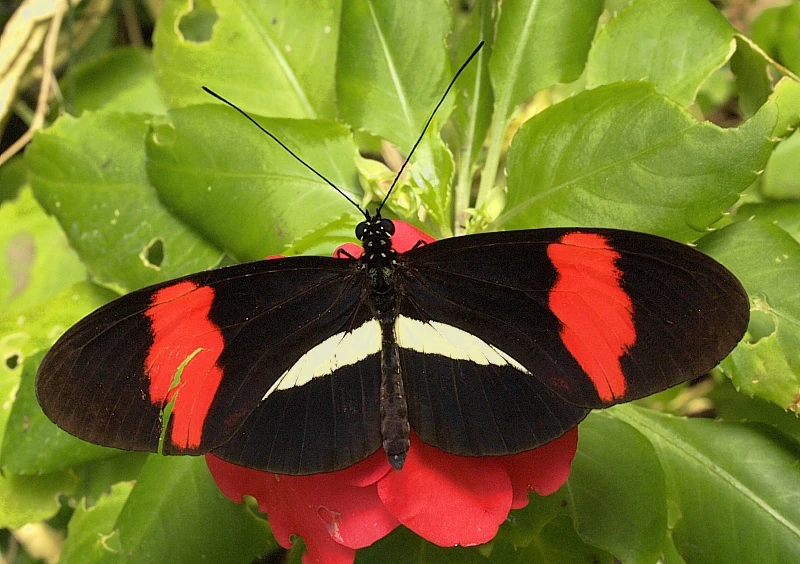 Broad-scaled postman | SciiFii Wiki | Fandom