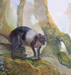 Protemnodon | SciiFii Wiki | Fandom